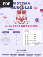 Tabla de M-Sculos Del Miembro Inferior | PDF | Sistema musculoesquelético | Anatomía humana