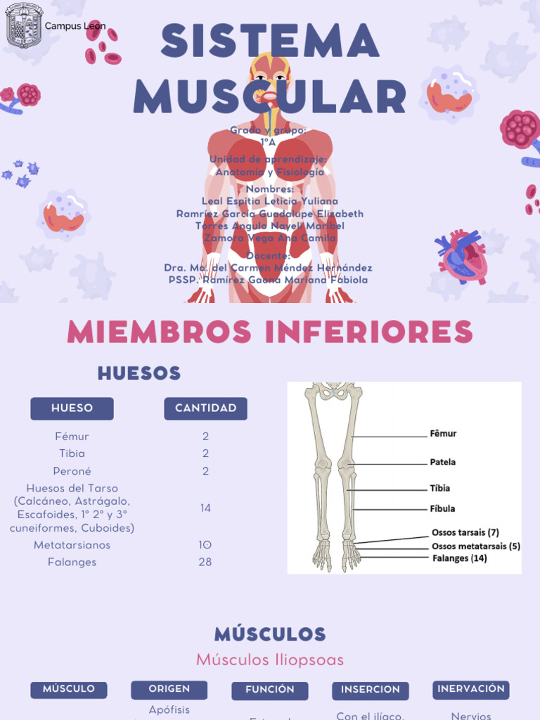 Anatomía del Sistema Muscular y Óseo | PDF | Mano | Hombro