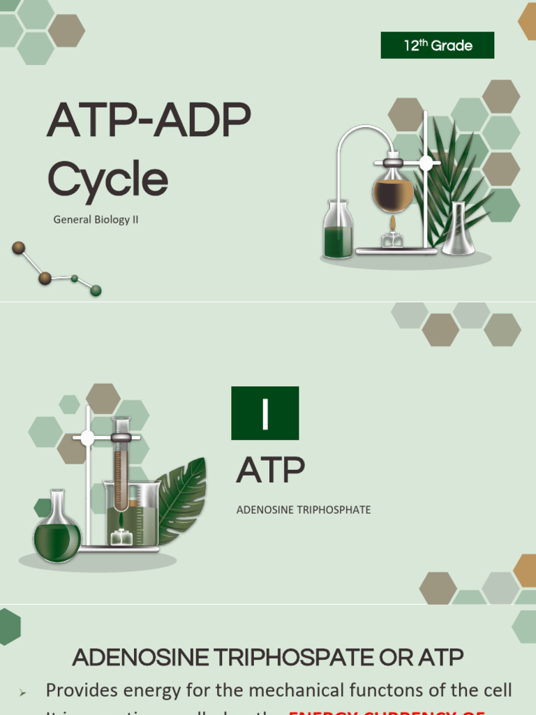 1-ATP-ADP Cycle | PDF | Chemical Reactions | Polymerization
