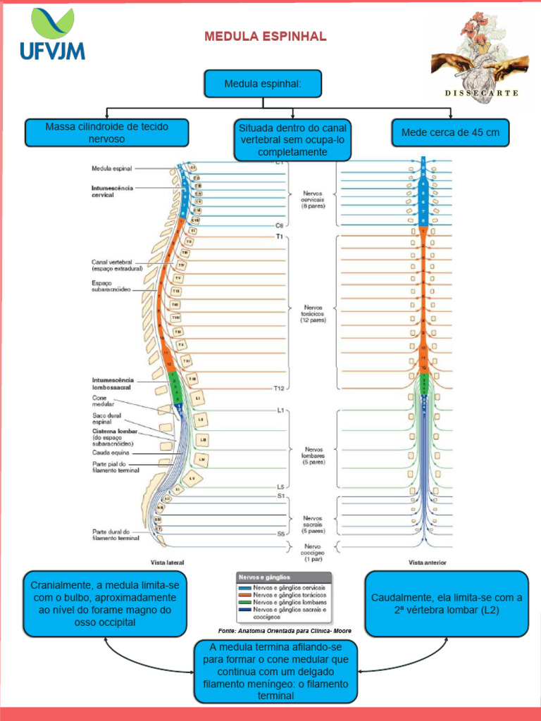 httpfamed.ufvjm.edu.brdissecartewp-contentuploads202101Mapa-mental-Medula-Espinhal.pdf | PDF ...
