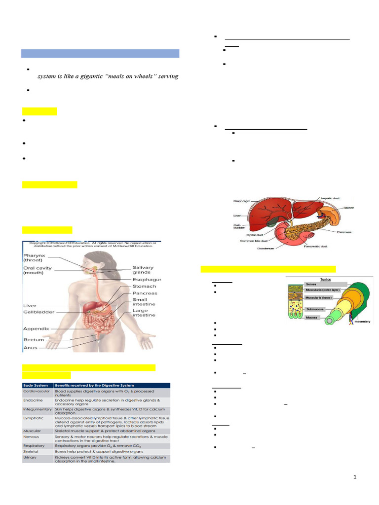 Anaphy Digestive System Handout | PDF | Biology | Physiology