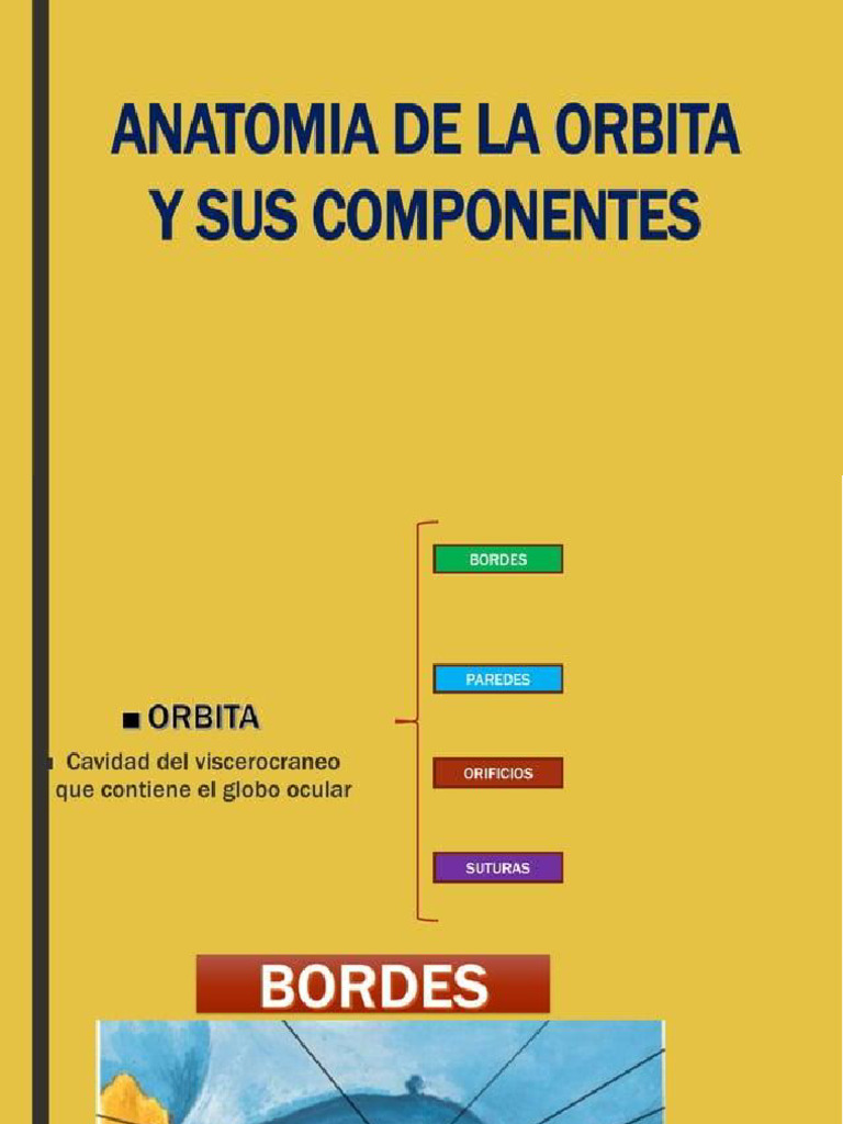 Anatomia de La Orbita | PDF