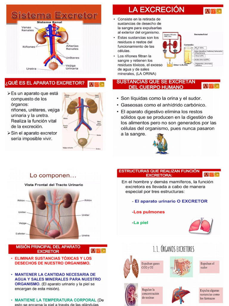 Sistema Excretor. | PDF