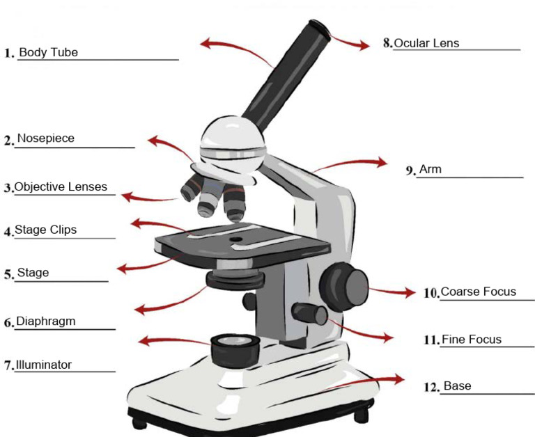 Microscope img Labeled AHL1 | PDF