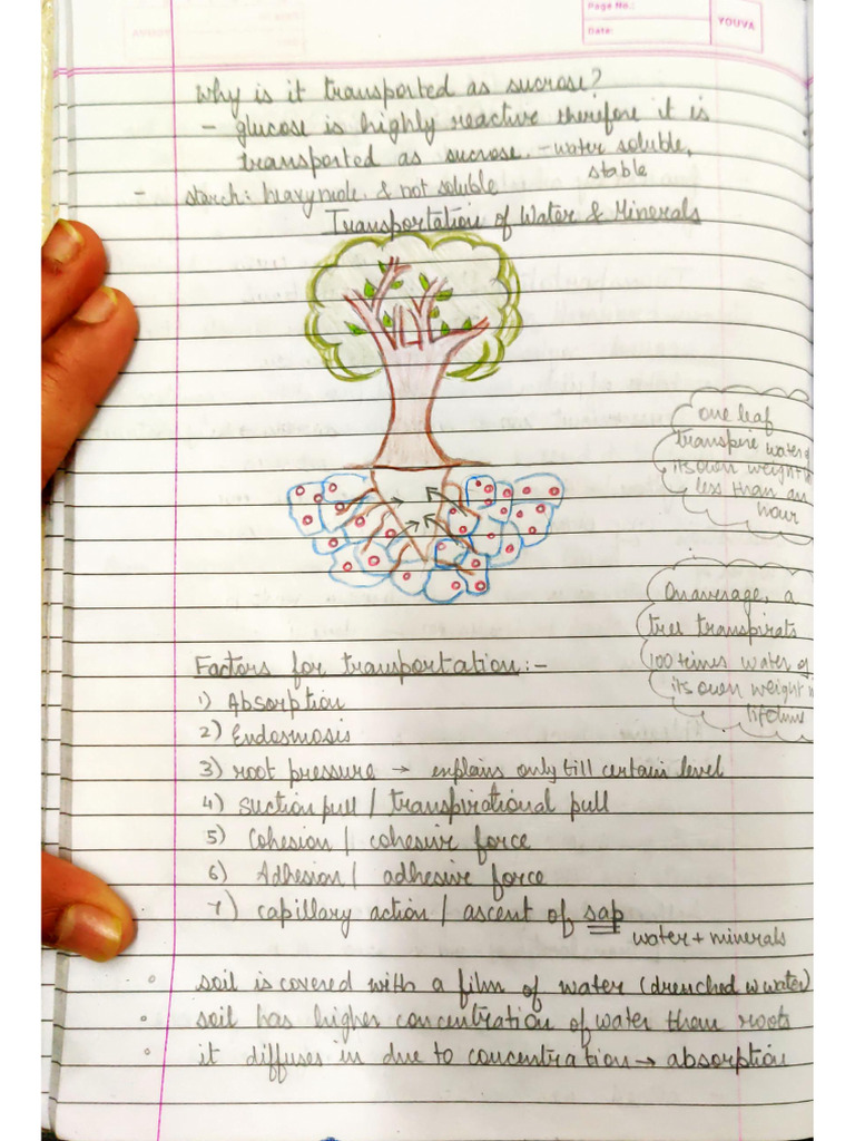 Life Processes 2 Notes Pdf Circulatory System Diastole