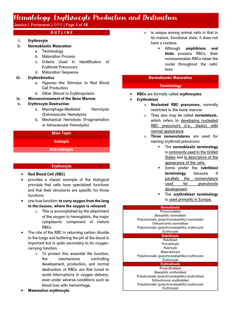 Erythrocyte Production and Destruction Guide | PDF | Red Blood Cell ...