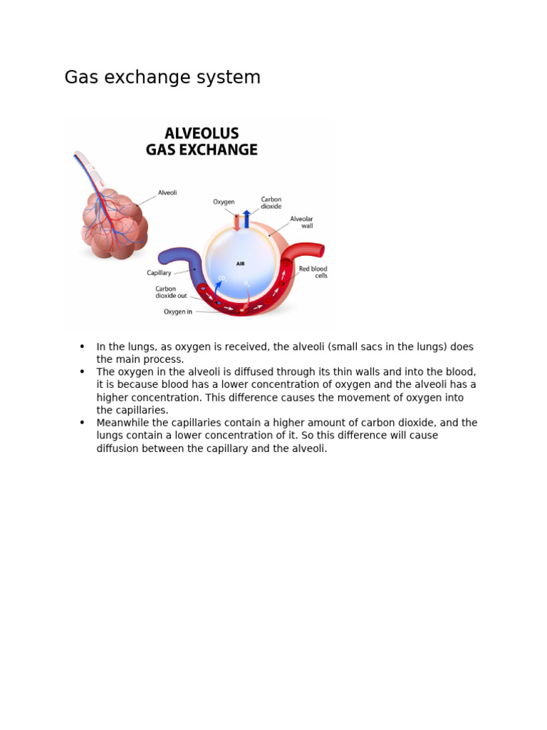 Gas Exchange System | PDF