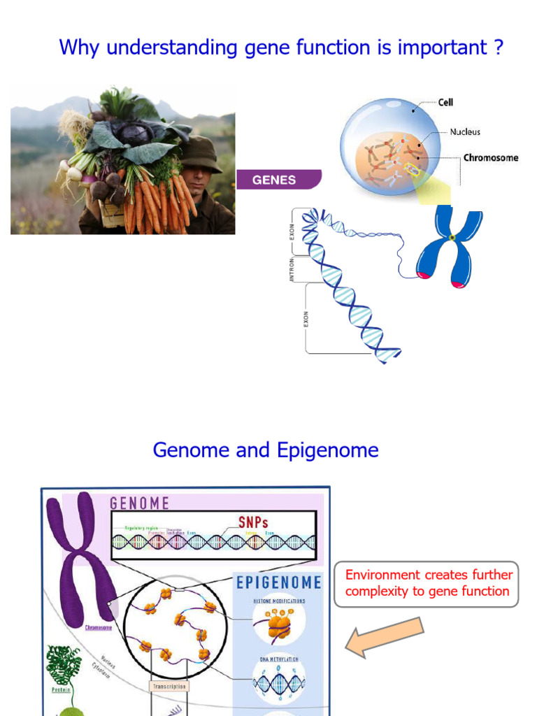 2 - Mutagenesis To Know Gene Function - Reverse Genetics | PDF | Gene ...