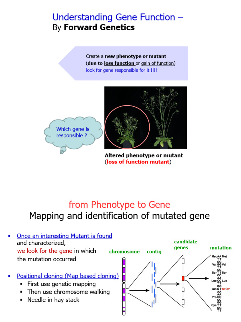 3 - Forward Genetics To Understand Gene Function by Mutagenesis ...