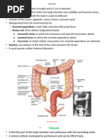 Detailed Anatomy of Appendix and Colon | PDF | Large Intestine | Anatomy
