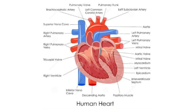 HEART Labeled Diagram | PDF