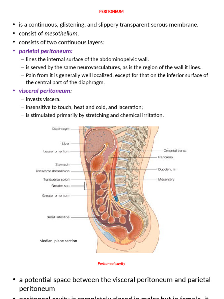 2Peritoneal cavity | PDF | Peritoneum | Gastroenterology