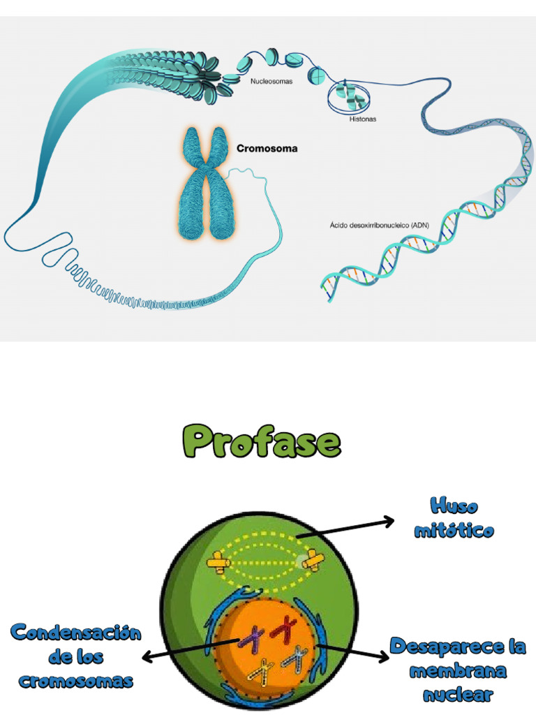 Profase y Huso Mitótico | PDF