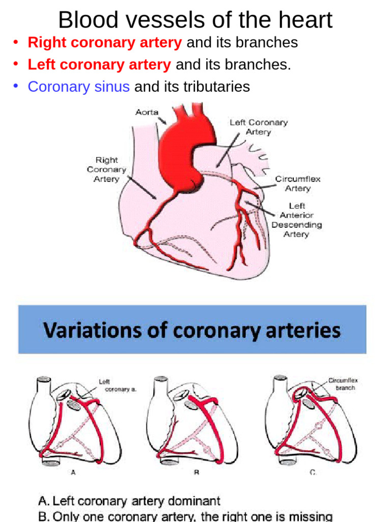 Blood Supply and Histology of CVS | PDF | Coronary Circulation | Vein