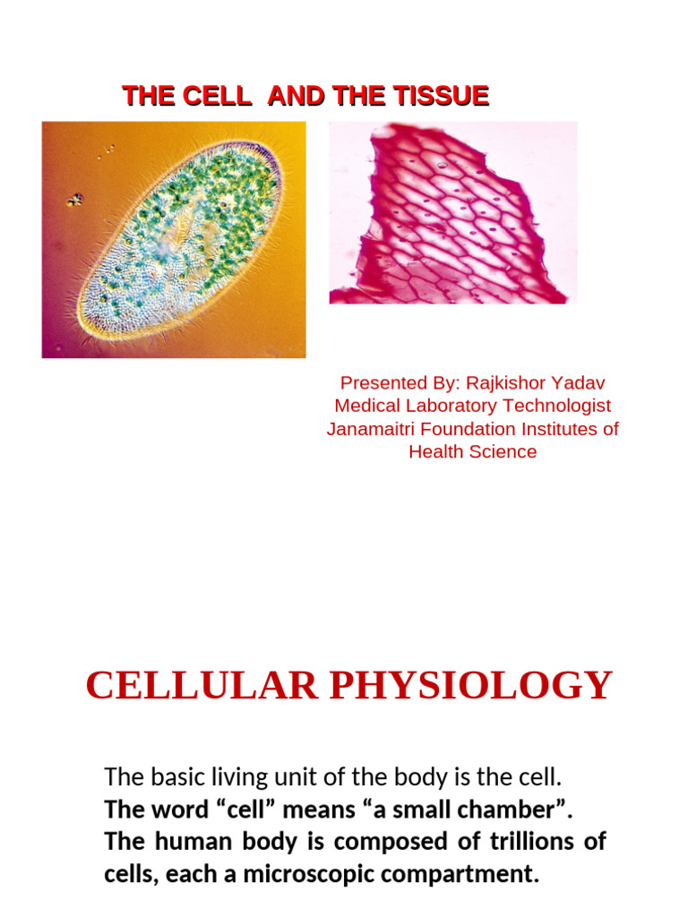 Cell and Epithelium | PDF | Epithelium | Endoplasmic Reticulum
