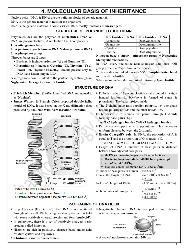Molecular Basis of Inheritance Explained | PDF | Operon | Translation ...