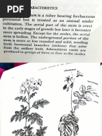 Asexual Reproduction in Potatoes | PDF | Potato | Organisms