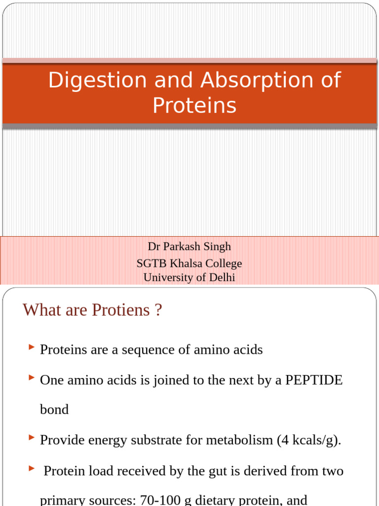 Protein Digestion and Absorption Overview | PDF | Protease | Digestion