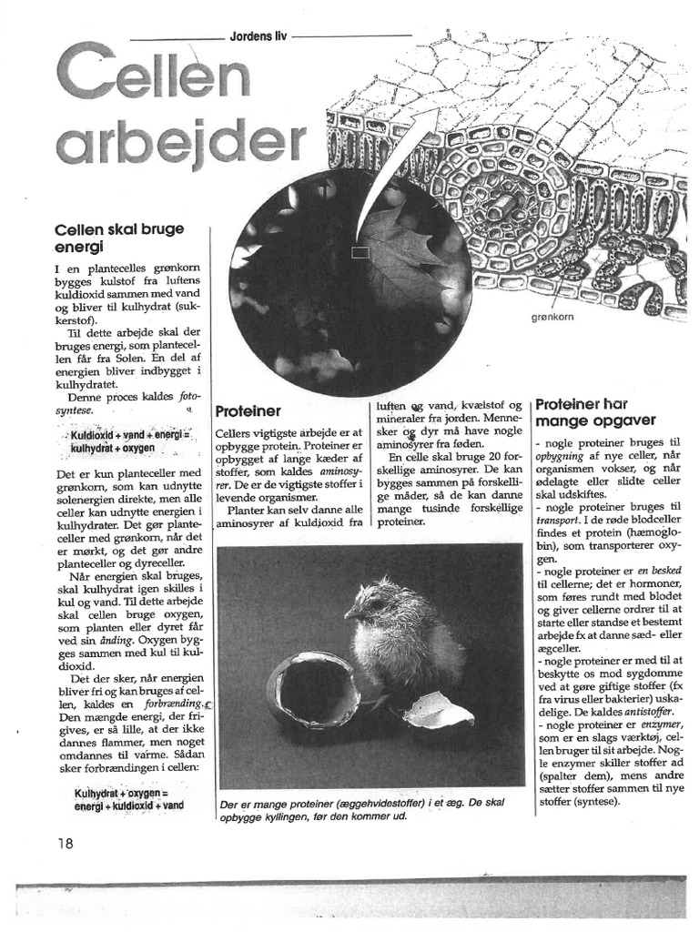 Cellen Arbejder - Protein | PDF