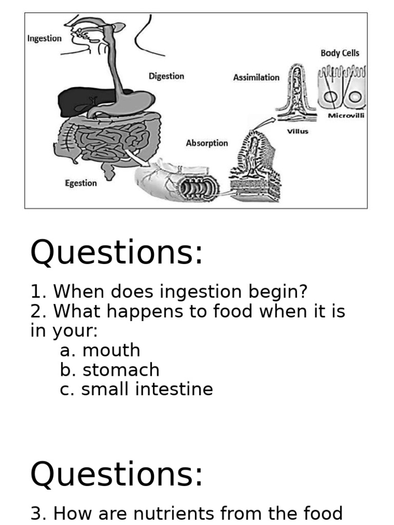 Lesson On Diseases and Disorders of The Digestive System | PDF