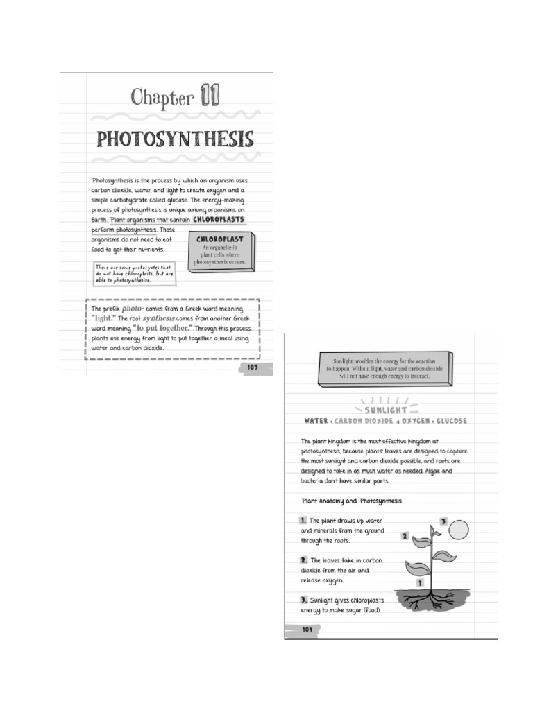 Photosynthesis Papers | PDF