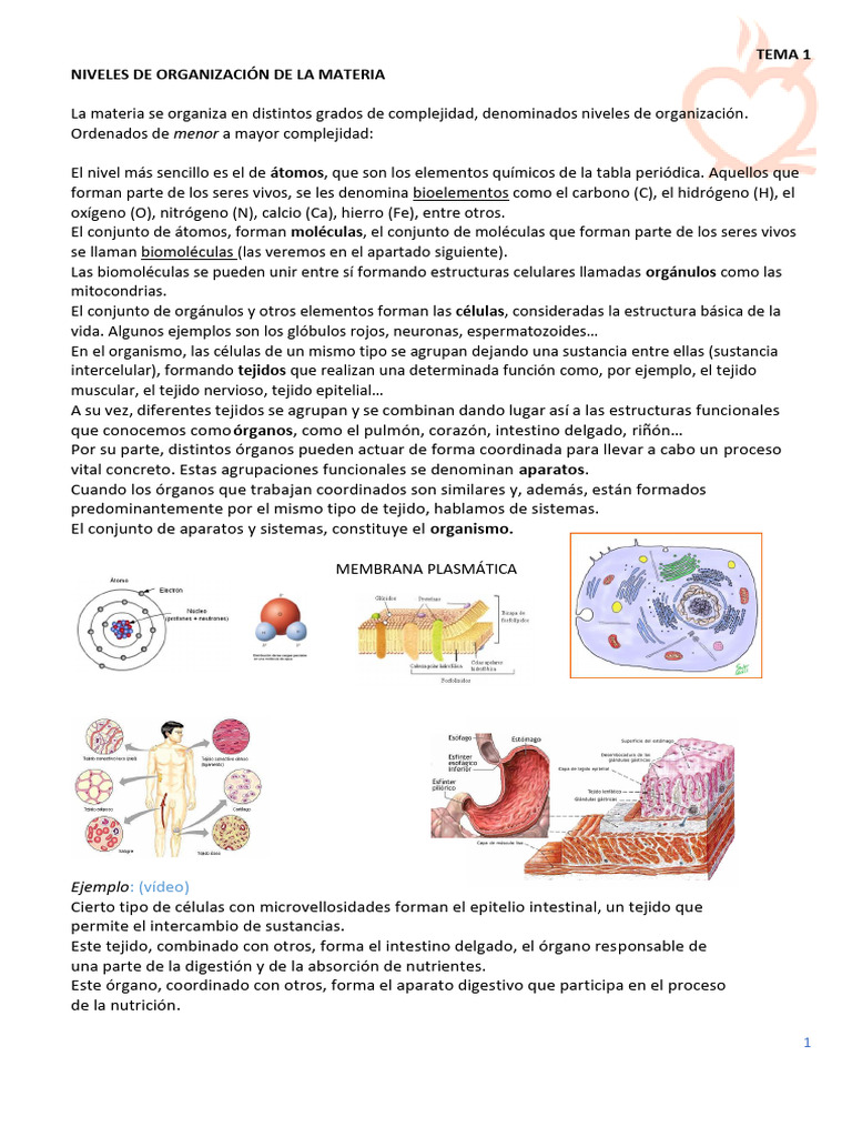 Documentación Complementaria | PDF | Biología Celular) | Músculo