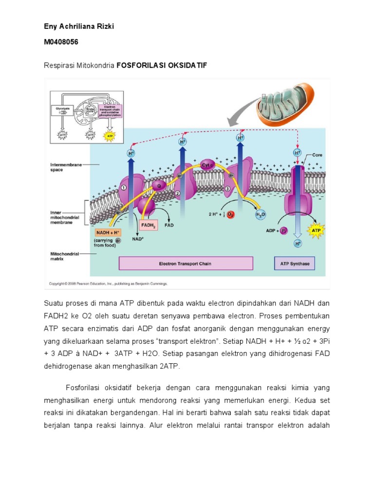 FOSFORILASI OKSIDATIF Ririz | PDF | Ilmu Sosial | Sains & Matematika