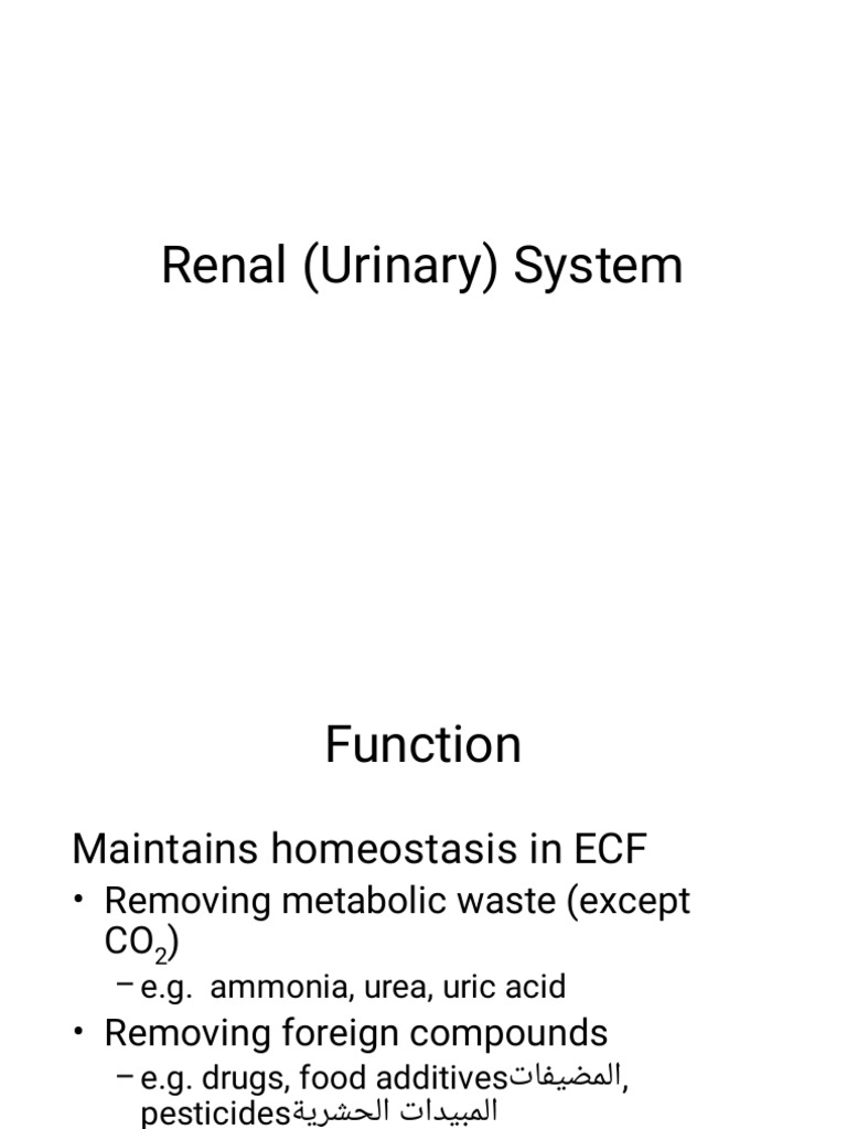 Lec 5 Physiology of The Renal System 2 | PDF | Kidney | Urinary System
