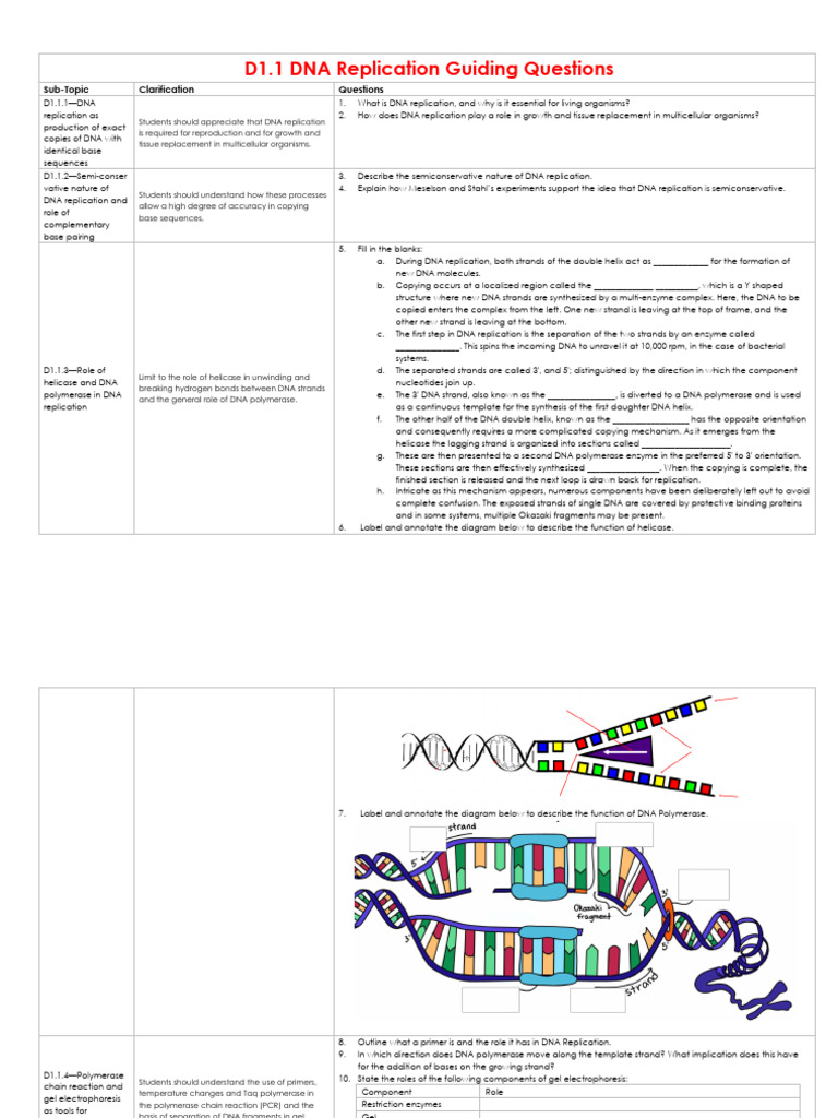 D1.1 DNA Replication Guiding Questions With Key | PDF | Dna Replication | Polymerase Chain Reaction