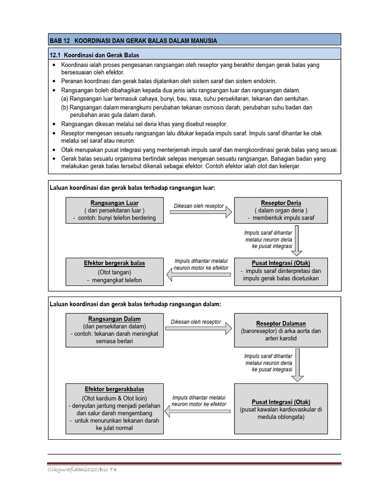 T4.B12. KOORDINASI DAN GERAK BALAS DALAM MANUSIA | PDF