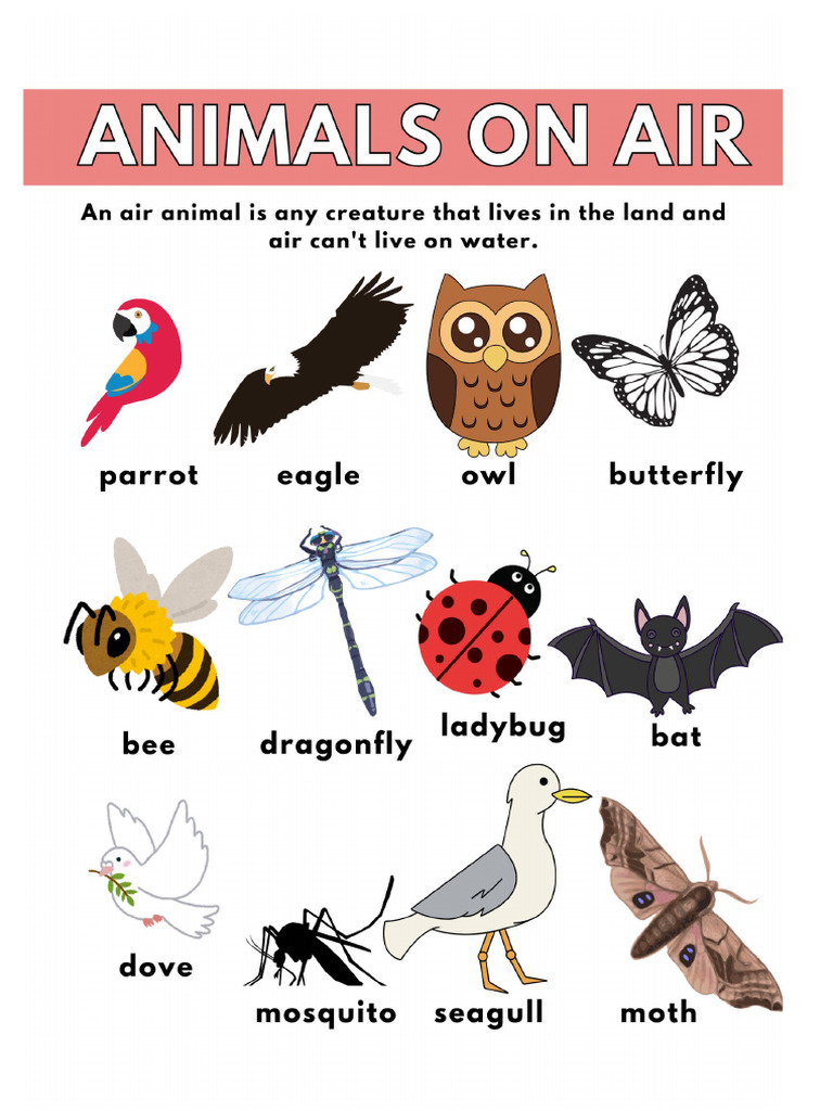 Animals on Air | PDF