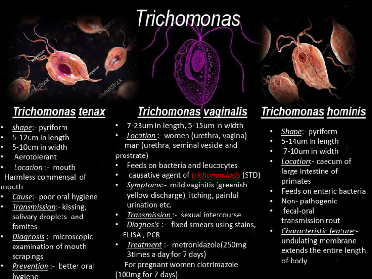 Trichomonas: Types, Symptoms, and Treatment | PDF