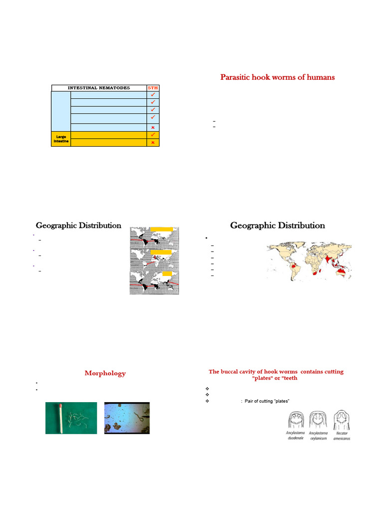 Hoow Worm | PDF | Anemia | Clinical Medicine
