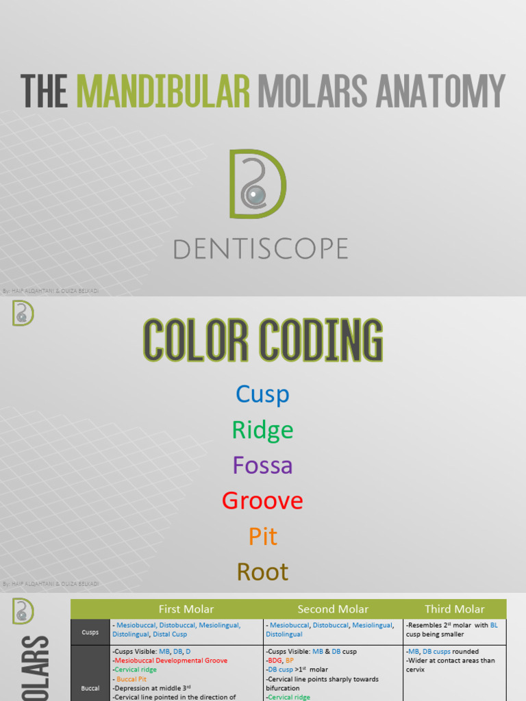 Mandibular Molars: Bifurcation Details | PDF | Dental Anatomy | Dentistry