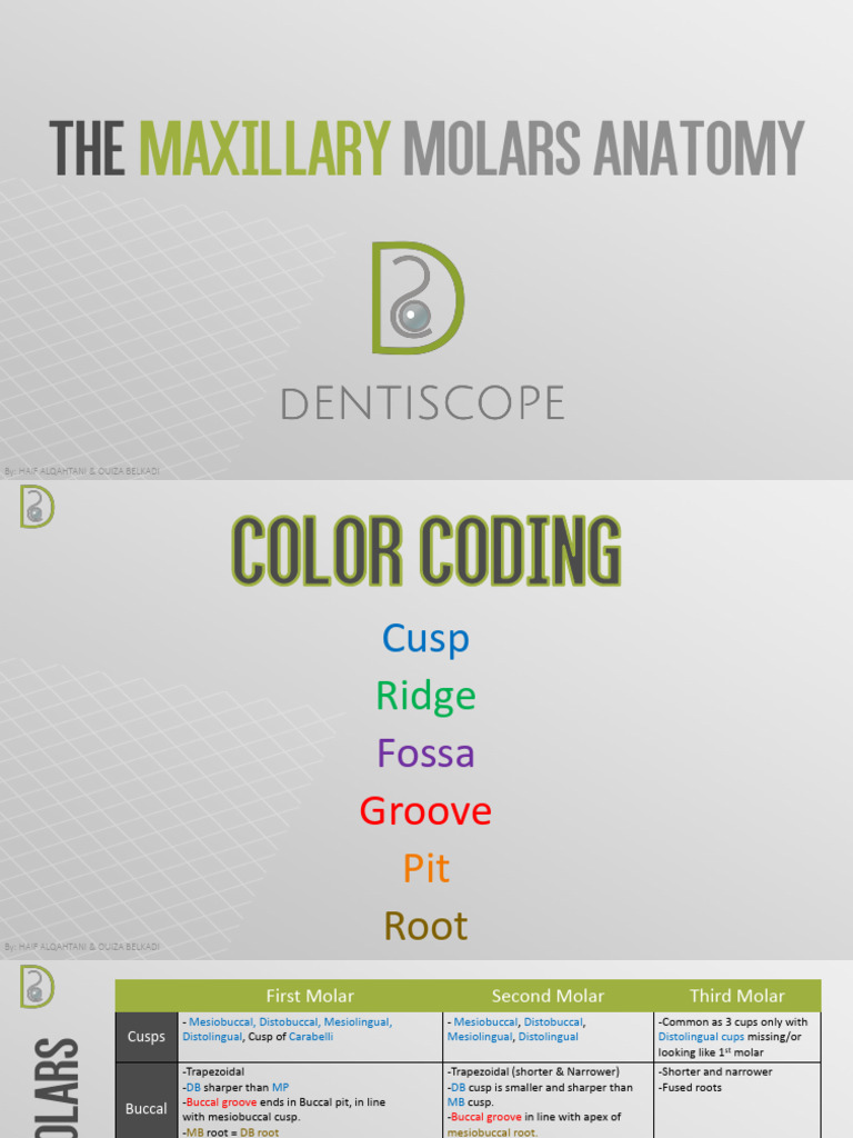 The Maxillary Molars Anatomy - Color Coded | PDF | Dentistry | Tooth