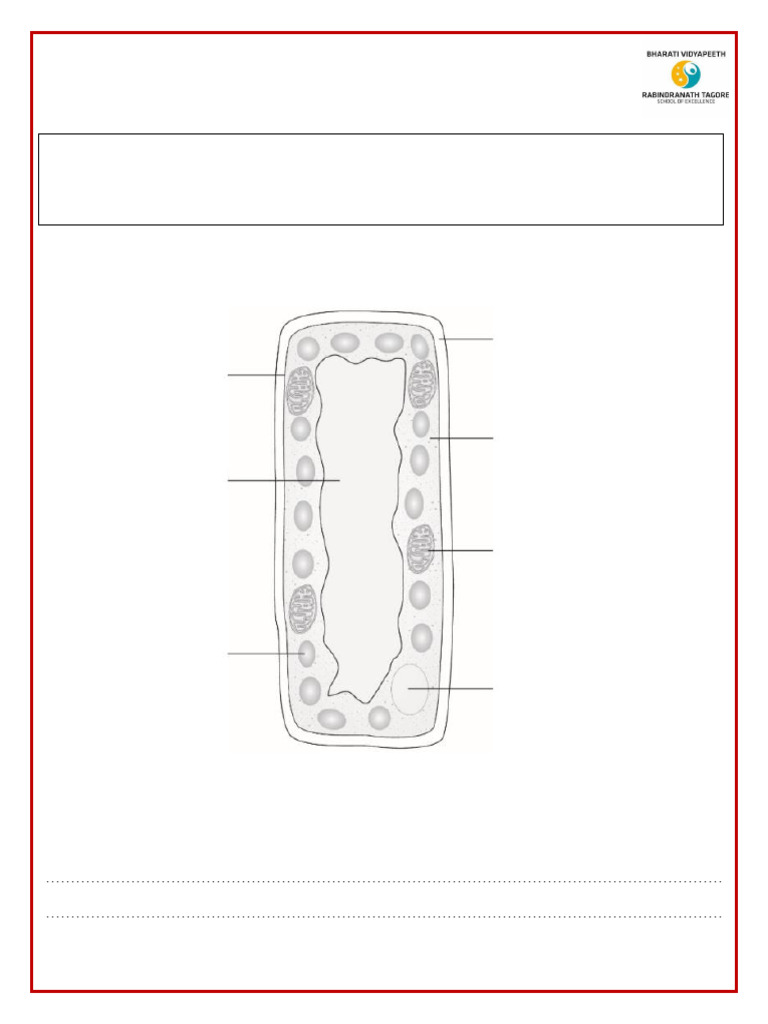 Plant Cell Revision Worksheet VI | PDF | Morphology (Biology) | Biology