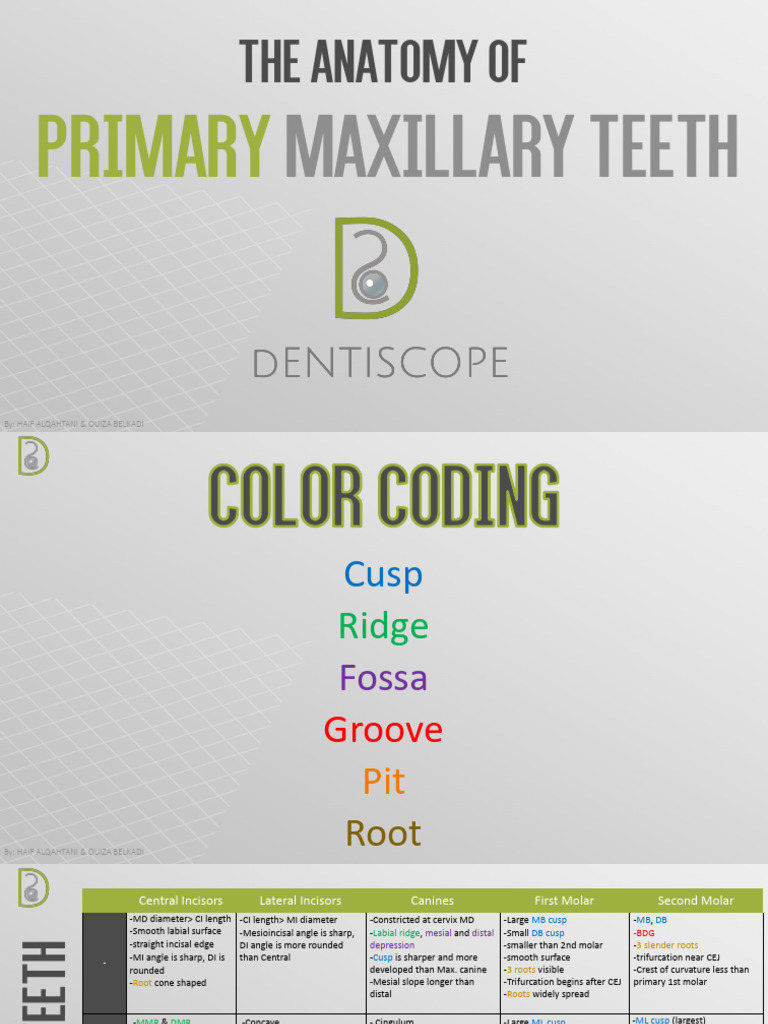 Anatomy of Primary Maxillary First Molar | PDF | Dental Anatomy | Mouth