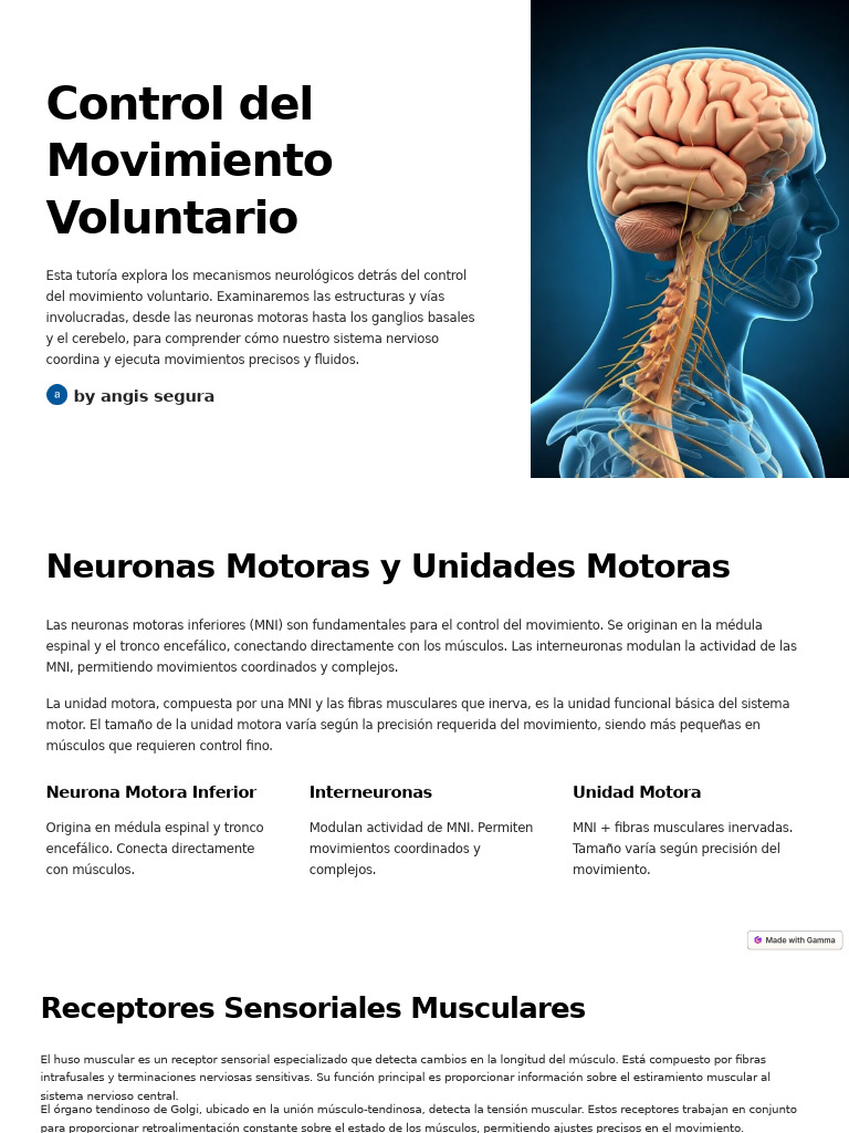 Control Del Movimiento Voluntario | PDF | Neurona motora | Ganglios basales