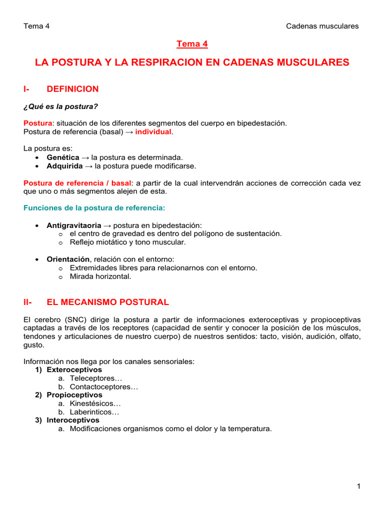 Tema 4 - La Postura | PDF | Músculo | Abdomen