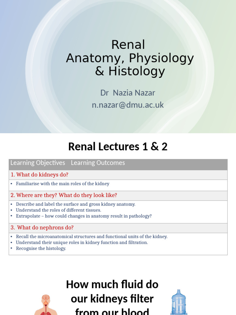 Kidney Anatomy and Function Overview | PDF | Kidney | Organ (Anatomy)