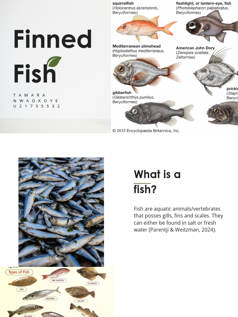Understanding Finned Fish Characteristics | PDF | Fish | Aquatic Animals