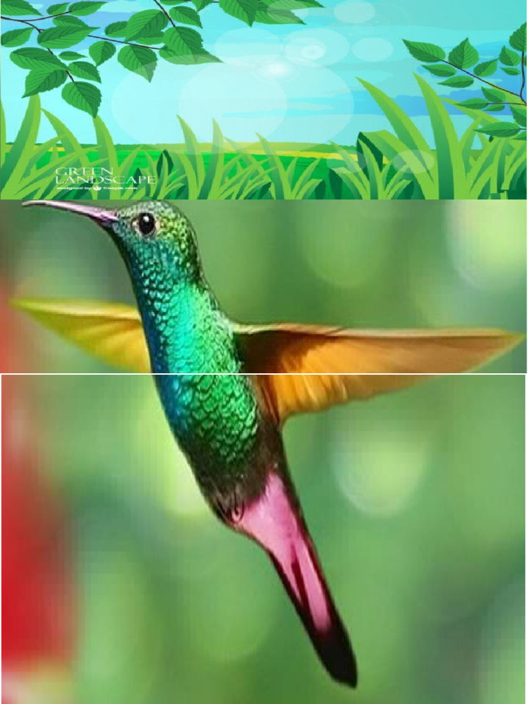 COLIBRI | PDF