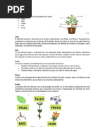 Ficha Partes de La Planta | PDF
