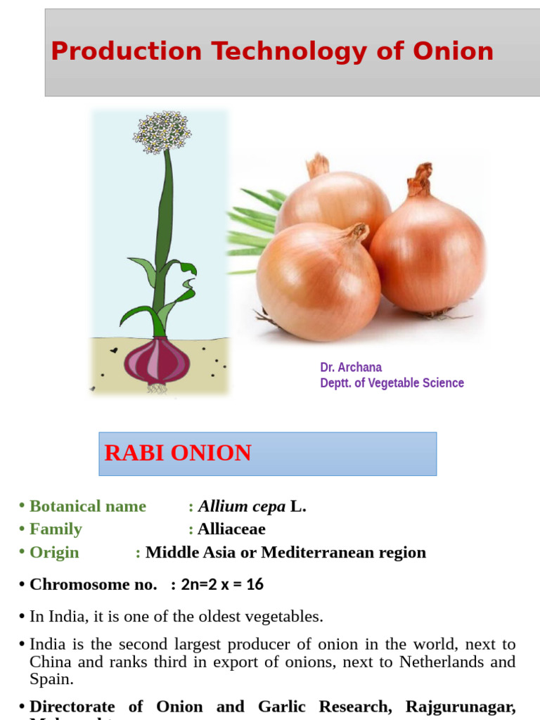 Production Technology of Onion | PDF | Onion | Botany