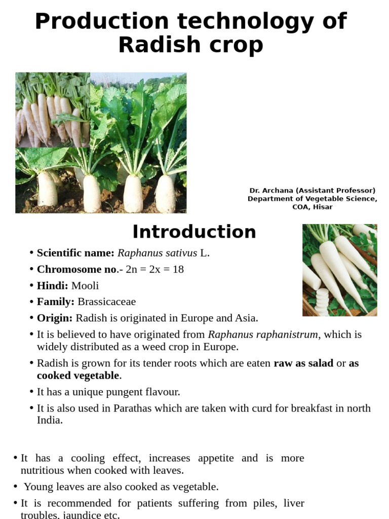 Radish Crop Production Guide | PDF | Sowing | Root