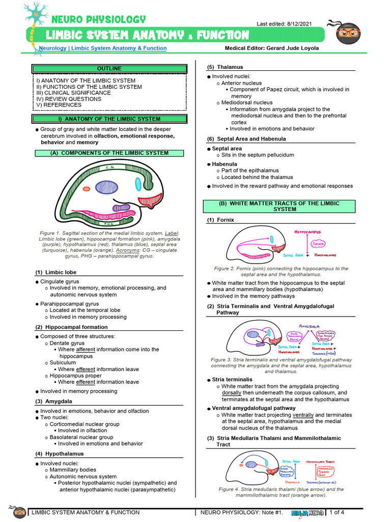 Limbic System Anatomy & Function Atf | PDF | Limbic System | Hippocampus