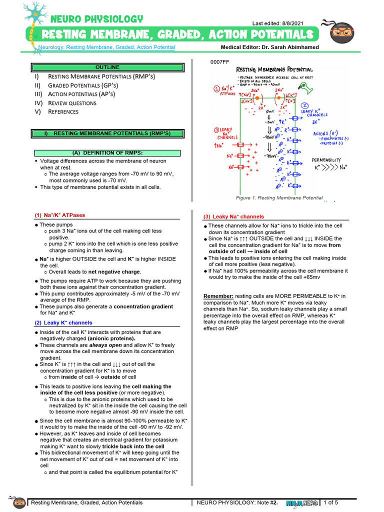Resting Membrane, Graded, Action Potentials Atf | PDF | Inhibitory ...