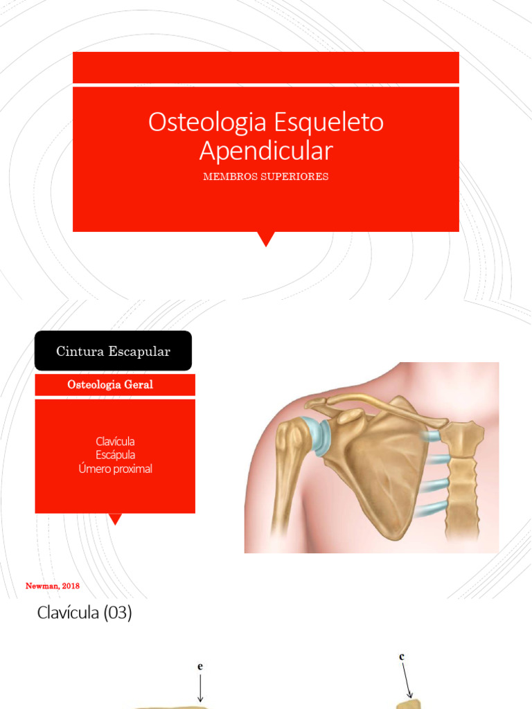 Osteologia MMSS | PDF