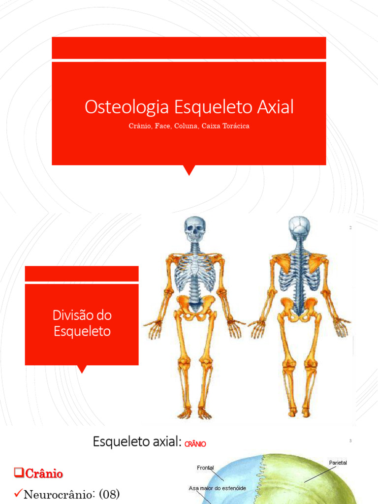 Osteologia_CR_NIO__COLUNA__CAIXA_TOR_CIA | PDF
