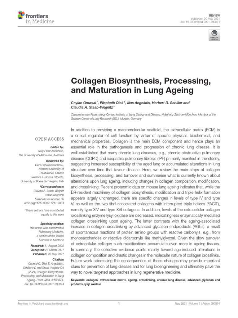 Collagen Biosynthesis Processing and Maturation in | PDF | Collagen ...